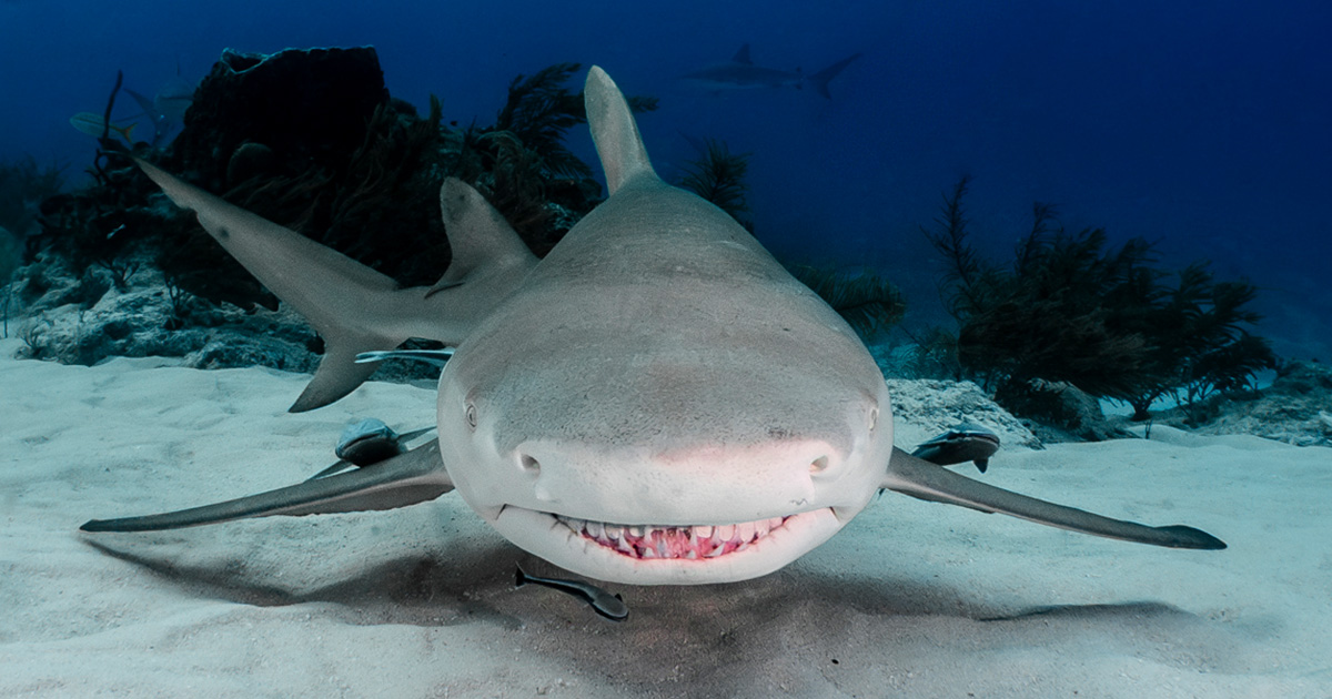 Underwater Photography by Fabi Fregonesi | Award-Winning Work